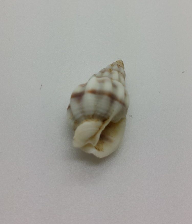 MicroCT of Seashells | Micro Photonics