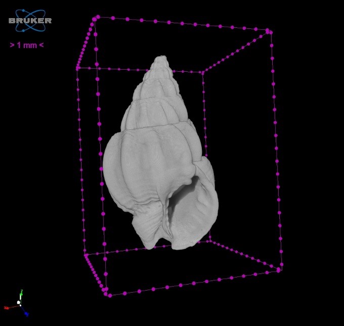 MicroCT of Seashells | Micro Photonics