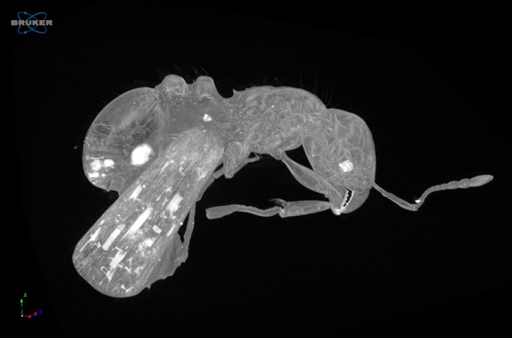 Micro-CT of an Household Ant | Micro Photonics