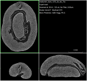 X-ray Microscopic Examination of the Coffee Roasting Process | Micro ...