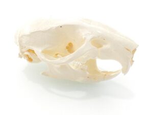 X-ray Microscopic Examination of Murine Bones Using the SkyScan Sample ...