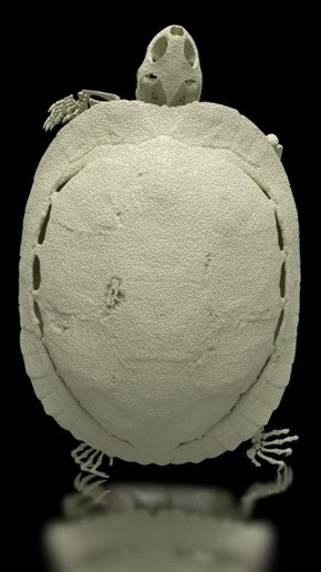 X-ray Microscopic Examination of a Turtle | Micro Photonics