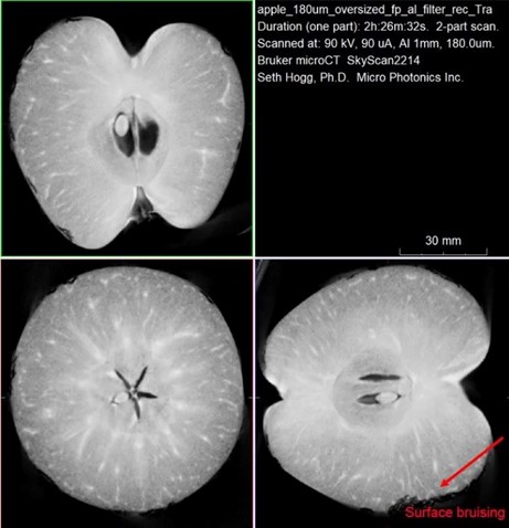 Micro-CT Studies for Biomimicry | Micro Photonics