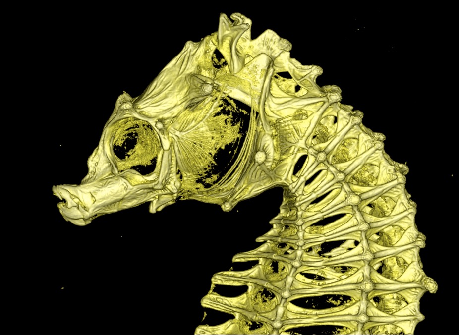 Utilizing Micro-CT for Detailed Fish Examination | Micro Photonics