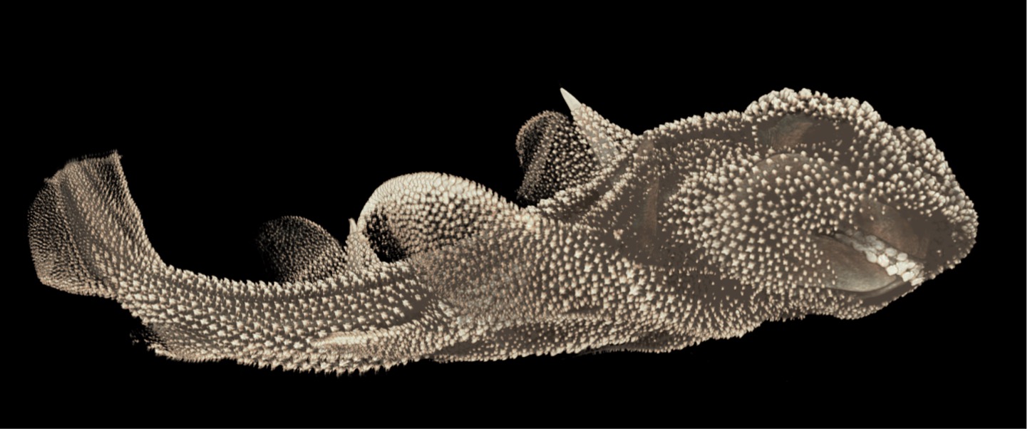 Utilizing Micro-CT for Detailed Fish Examination | Micro Photonics